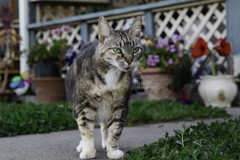 A Senior Calico Cat in Front Yard Stock Image - Image of whisker, grey ...