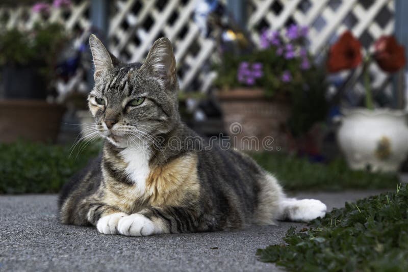 A Senior Calico Cat in Front Yard Stock Photo - Image of watching ...