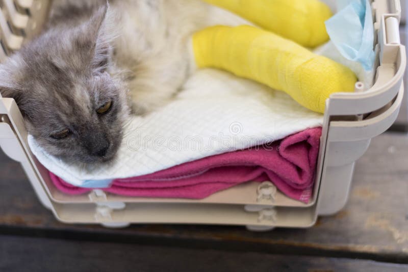 Cat Biting Legs Stock Photos - Free & Royalty-Free Stock Photos from ...