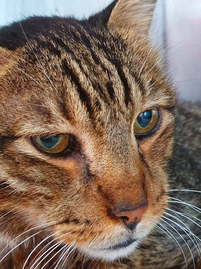 Senior Cat stock photo. Image of snout, wildcat, wildlife - 196096220