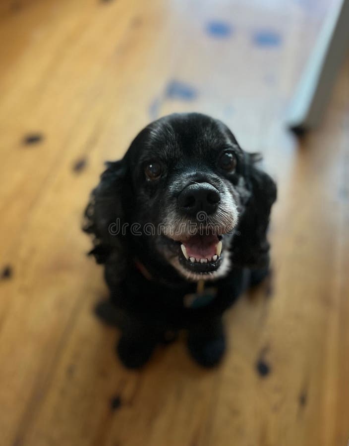 Senior Cocker Spaniel Dog Looking Up Smiling Stock Image - Image of ...
