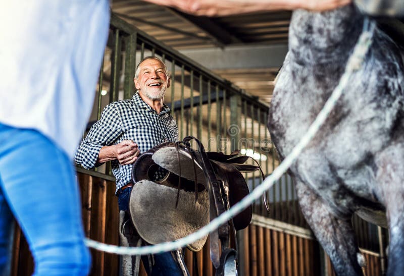 A Senior Couple Putting a Saddle on a Horse in a Stable. Stock Photo ...