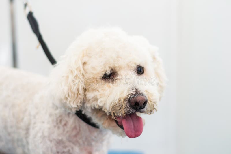 Senior Dog Bichon with Nose Depigmentation at the Salon Stock Image ...