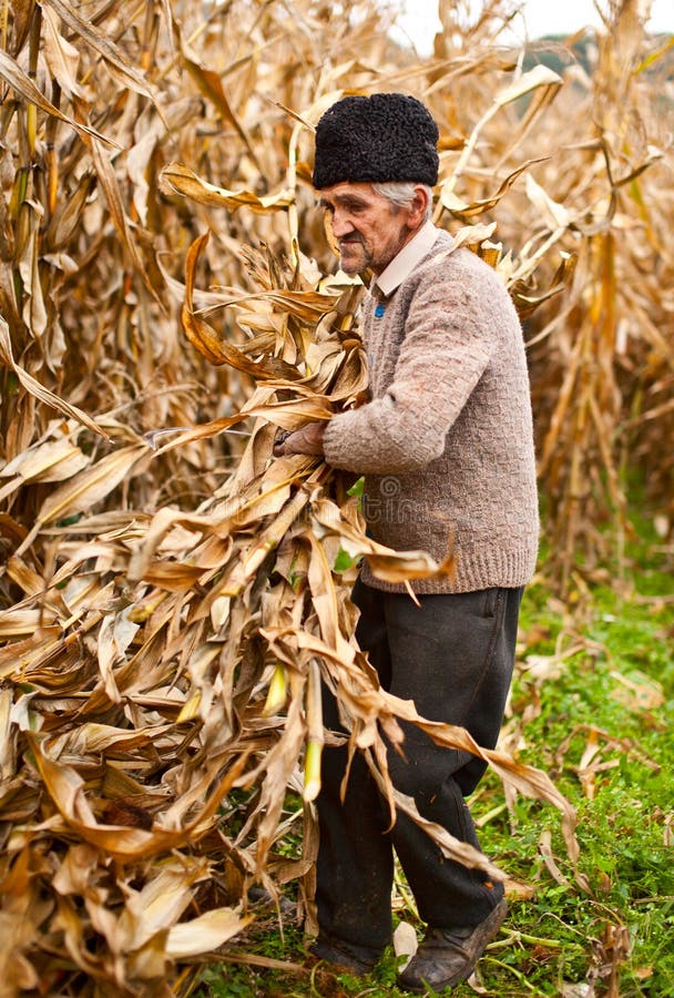 Senior Farmer at Corn Harvesting Stock Image - Image of activity ...