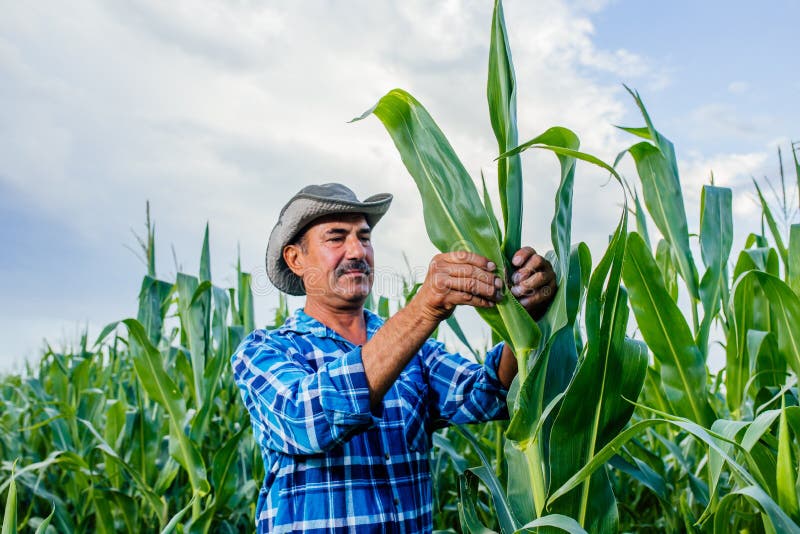Senior Farmer Examining and Doing the Quality Control on the Corn Stock ...