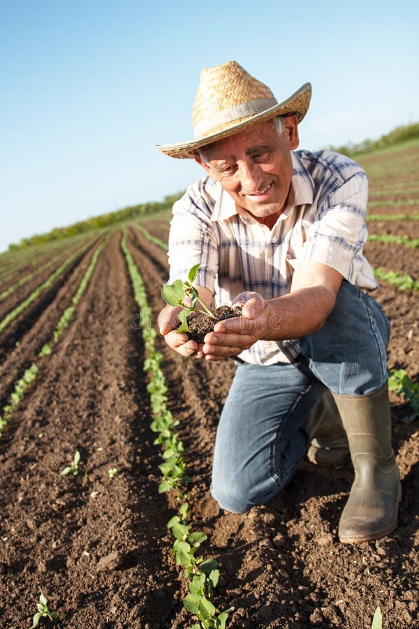 Senior Farmer Sitting on Straw Bale Looking at Mobile Phone in Field ...