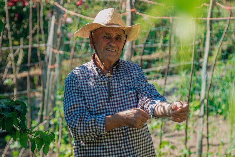Senior Farmer in Field or Orchard Stock Image - Image of farming ...