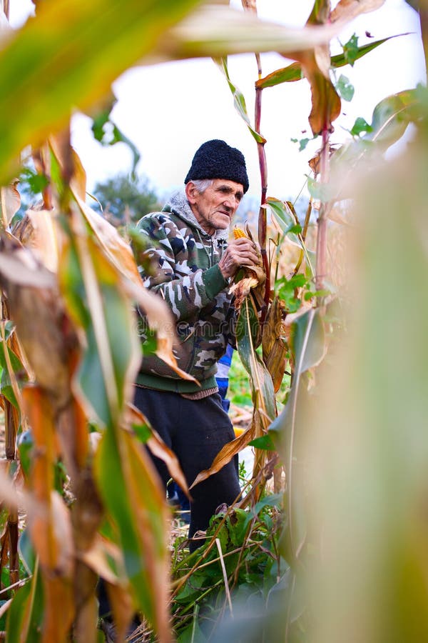 Senior Farmer Harvesting Corn Stock Image - Image of male, food: 17265497