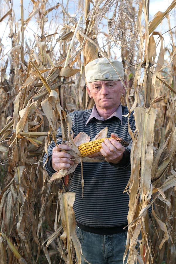 Senior Farmer Harvesting Corn Cobs Stock Photo - Image of crop, organic ...