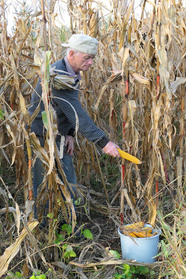 Senior Farmer Harvesting Corn Cobs Stock Photo - Image of field ...