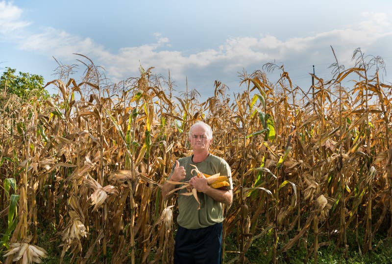 Senior Farmer Holding Corn Cobs Stock Photo - Image of farmer, natural ...
