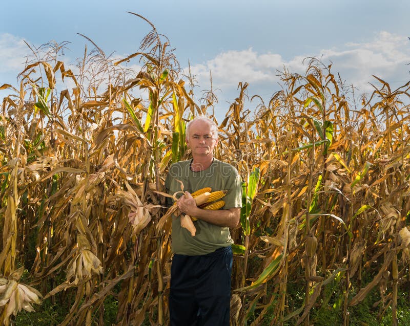 Senior Farmer Holding Corn Cobs Stock Photo - Image of food, natural ...