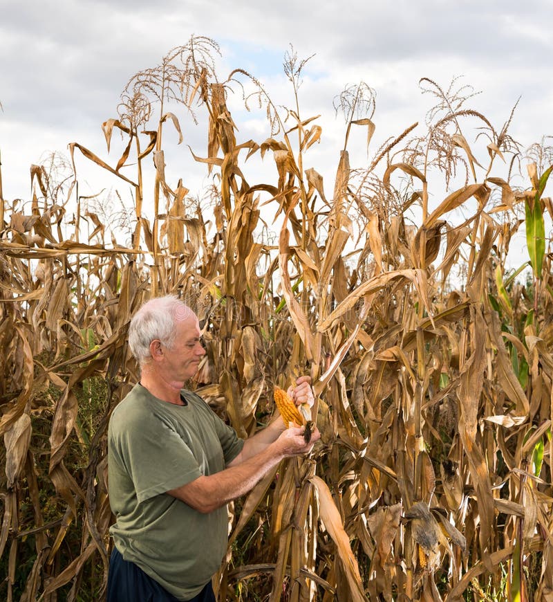 Senior Farmer Holding Corn Cobs Stock Photo - Image of field, plant ...