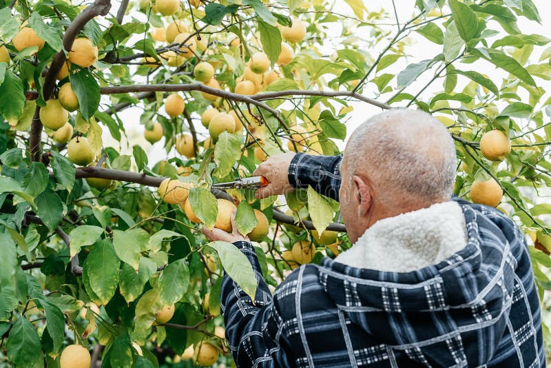 Lemon Tree Pruning. stock image. Image of branch, organic - 265956255