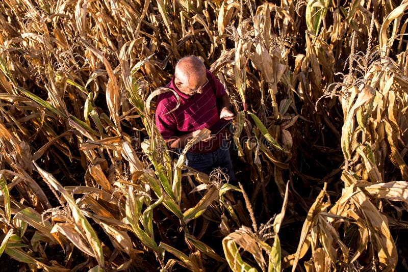 Senior Farmer Standing in Corn Field with Tablet. Stock Image - Image ...