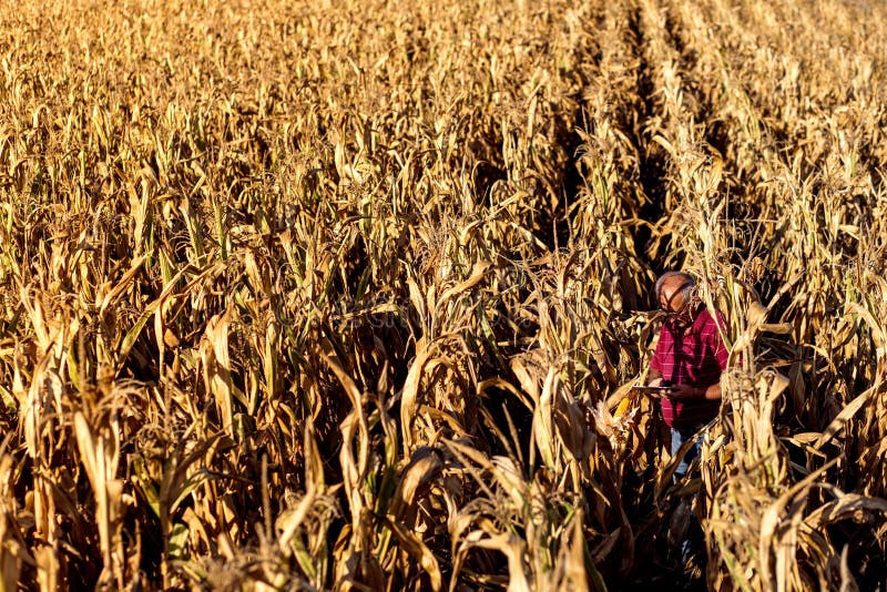 Senior Farmer Standing in Corn Field with Tablet. Stock Image - Image ...