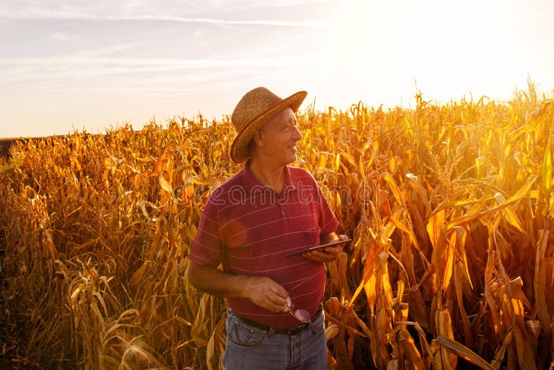 Senior Farmer Standing in Corn Field with Tablet. Stock Image - Image ...
