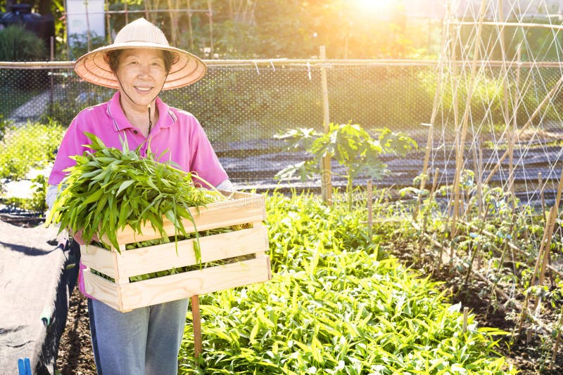 Senior Farmer Working in Vegetable Farm Stock Image - Image of ...