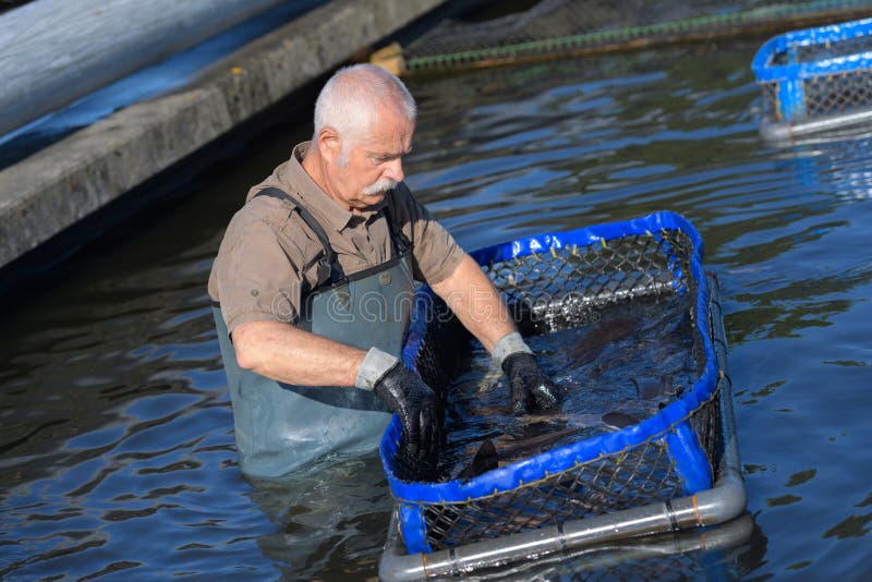 Fishfarmer Stock Photos - Free & Royalty-Free Stock Photos from Dreamstime