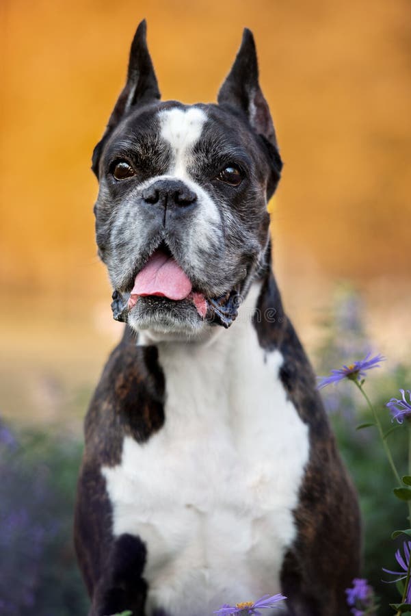 Old German Boxer Dog Portrait Outdoors Stock Photo - Image of beautiful ...