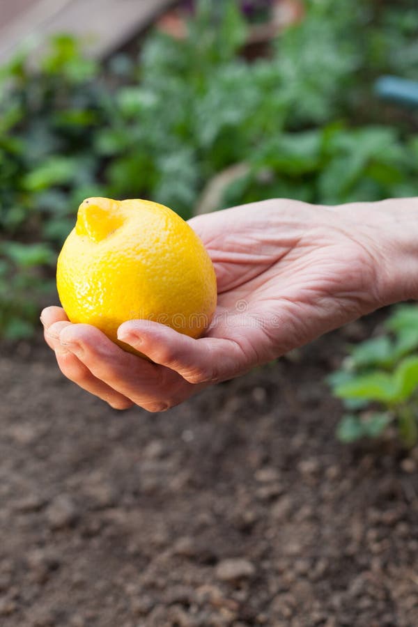 Senior hand holding lemon stock image. Image of leaves - 50239447