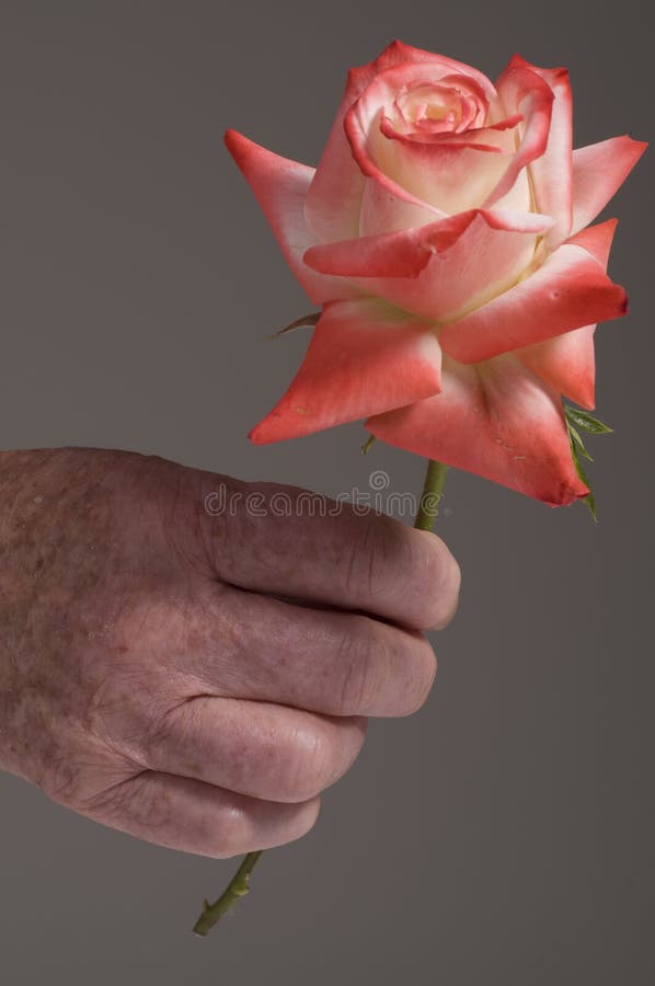 Senior hand holding rose stock photo. Image of love, senior - 9946322