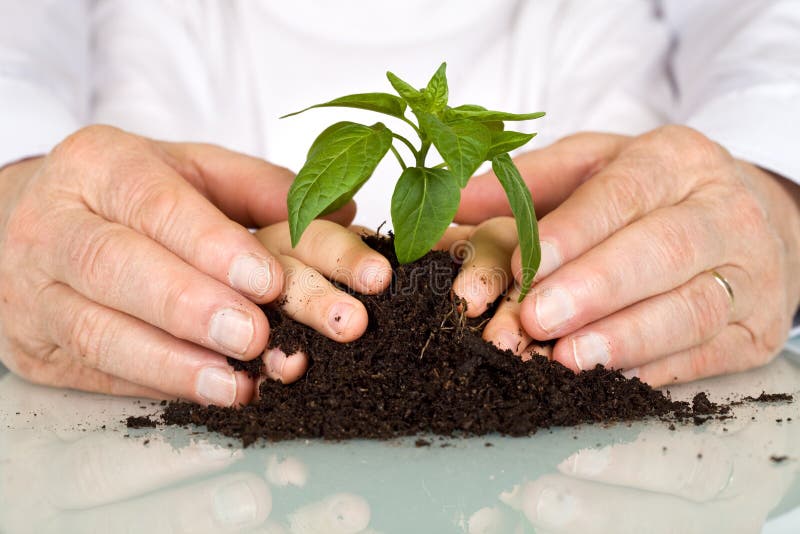 Senior and Kids Hands Pampering a New Plant Stock Image - Image of ...