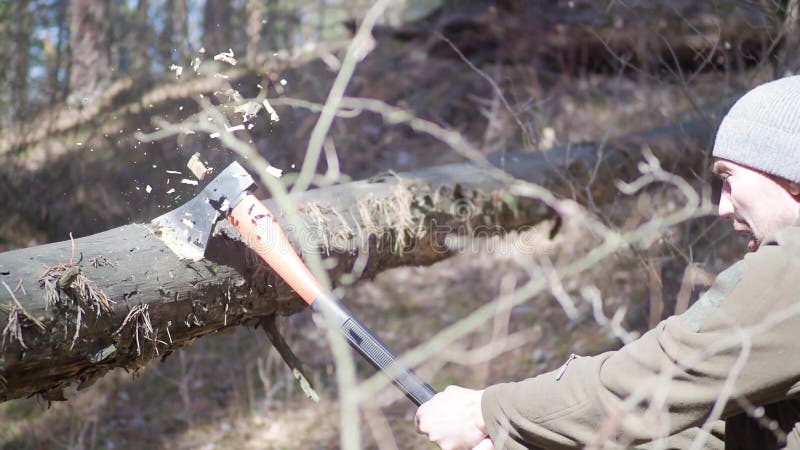 Senior Lumberjack Cutting Tree with Axe in the Forest Stock Video ...