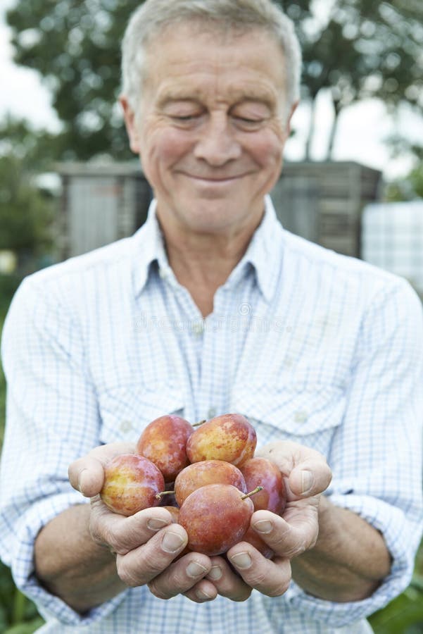 Senior Man on Allotment Holding Freshly Picked Plums Stock Image ...