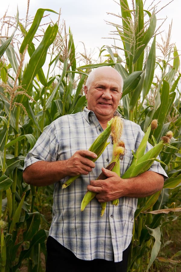 Man in corn field stock image. Image of plant, ground - 38358465