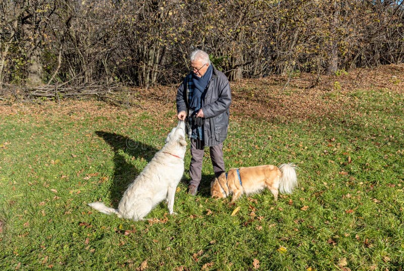 Senior Man is Feeding Dogs on the Lawn Stock Image - Image of mutt ...