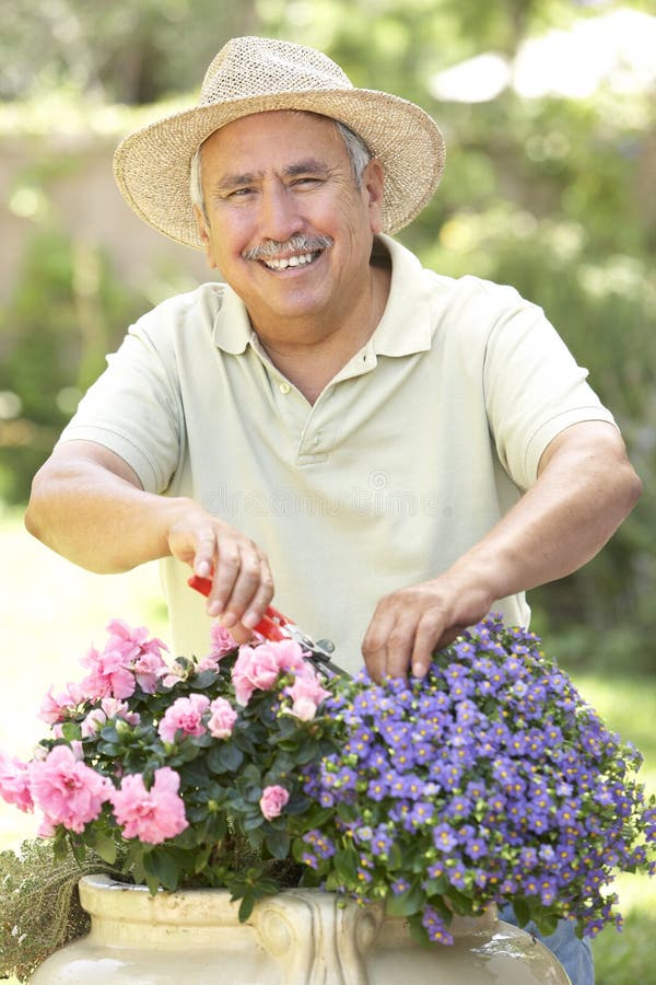 Senior Man Gardening stock photo. Image of gardening - 12405778
