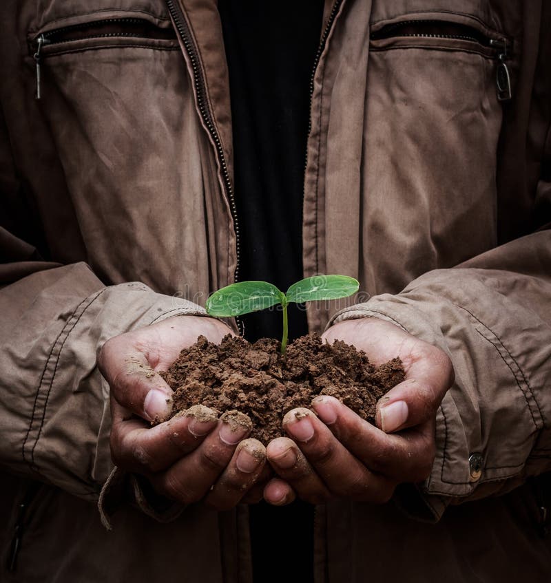 Senior Man Holding Young Spring Plant in Hands. Stock Photo - Image of ...