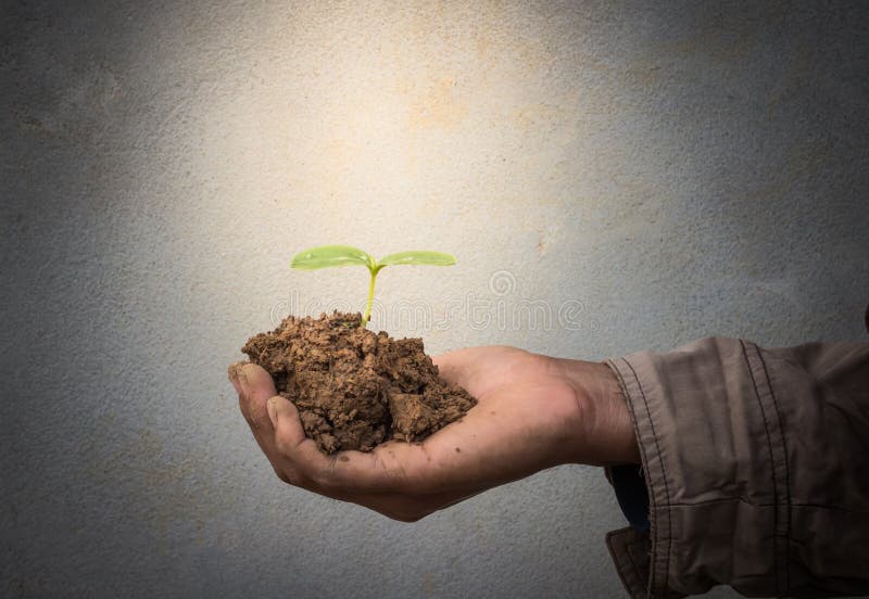 Senior Man Holding Young Spring Plant in Hands. Stock Photo - Image of ...