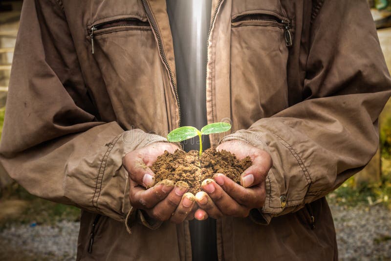 Senior Man Holding Young Spring Plant in Hands. Stock Image - Image of ...