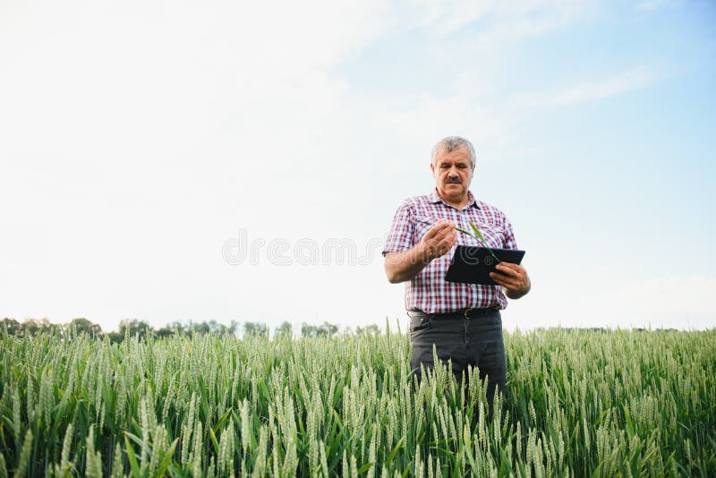 Senior Man Inspecting Wheat in Wheat Field Stock Image - Image of ...