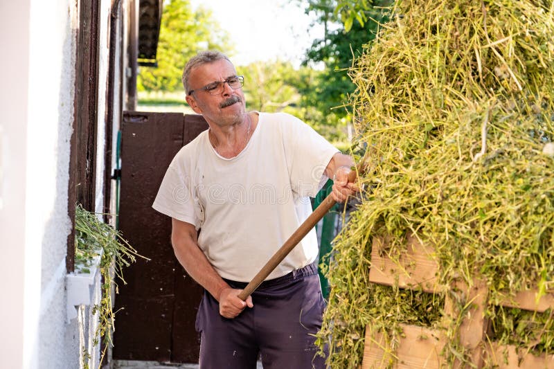 Senior Man Loading Hay in Front of His House Stock Image - Image of ...