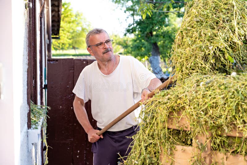 Senior Man Loading Hay in Front of His House Stock Image - Image of ...
