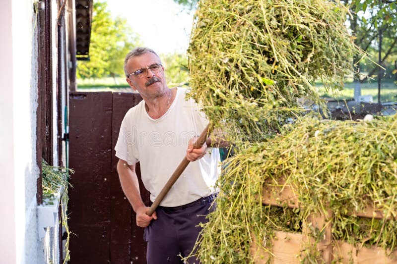 Senior Man Loading Hay in Front of His House Stock Photo - Image of ...