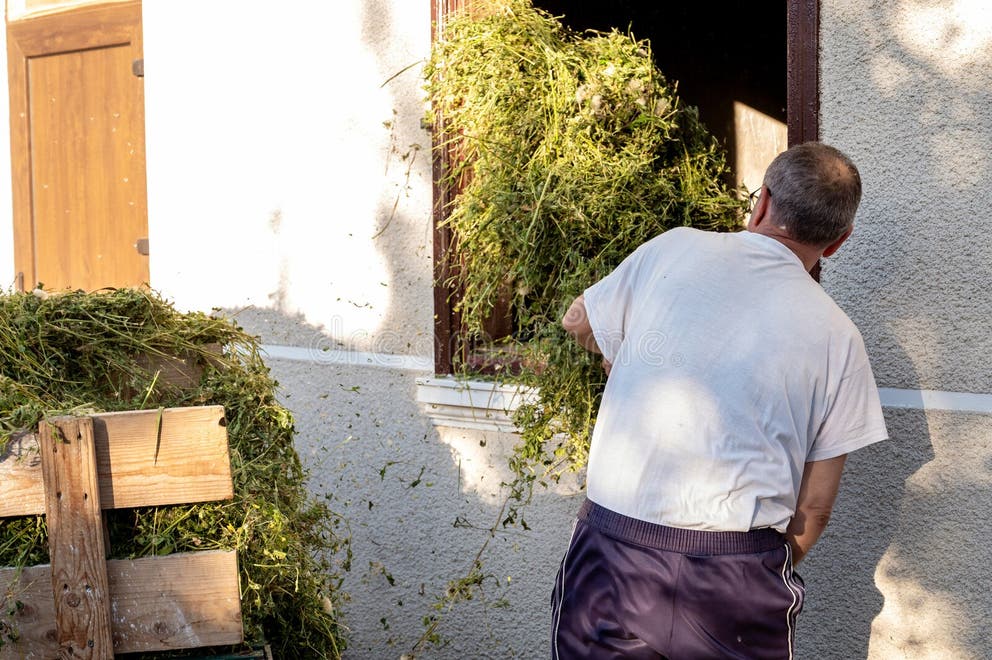 Senior Man Loading Hay in Front of His House Stock Photo - Image of ...