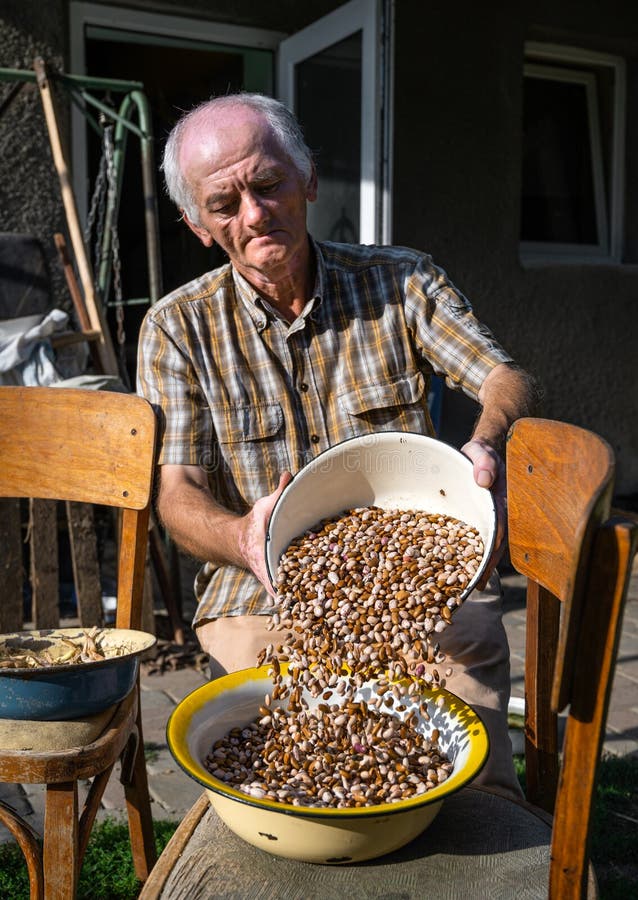 Close-up of Man Peeling Pinto Beans Stock Image - Image of legume ...