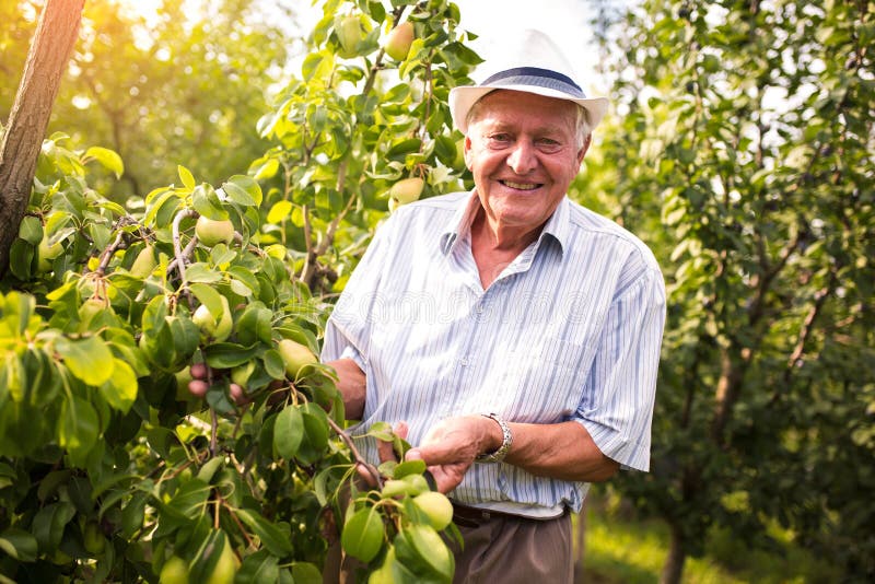 641 Old Man Picking Fruit Photos - Free & Royalty-Free Stock Photos ...