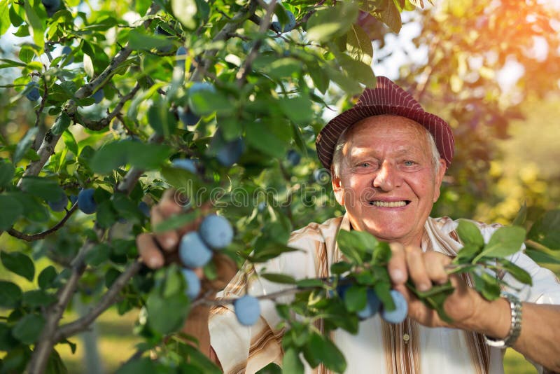Senior man picking plums stock photo. Image of person - 97172230