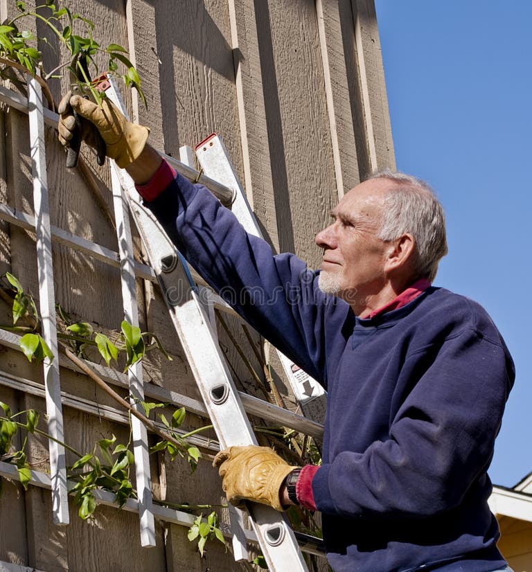 562 Pruning Ladder Stock Photos - Free & Royalty-Free Stock Photos from ...