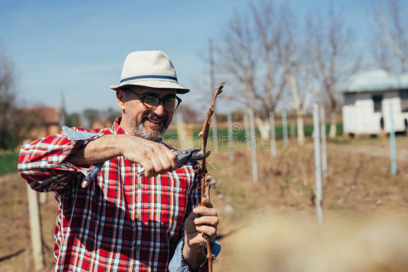 Senior Man Pruning in Vineyard Stock Image - Image of prune, outdoor ...