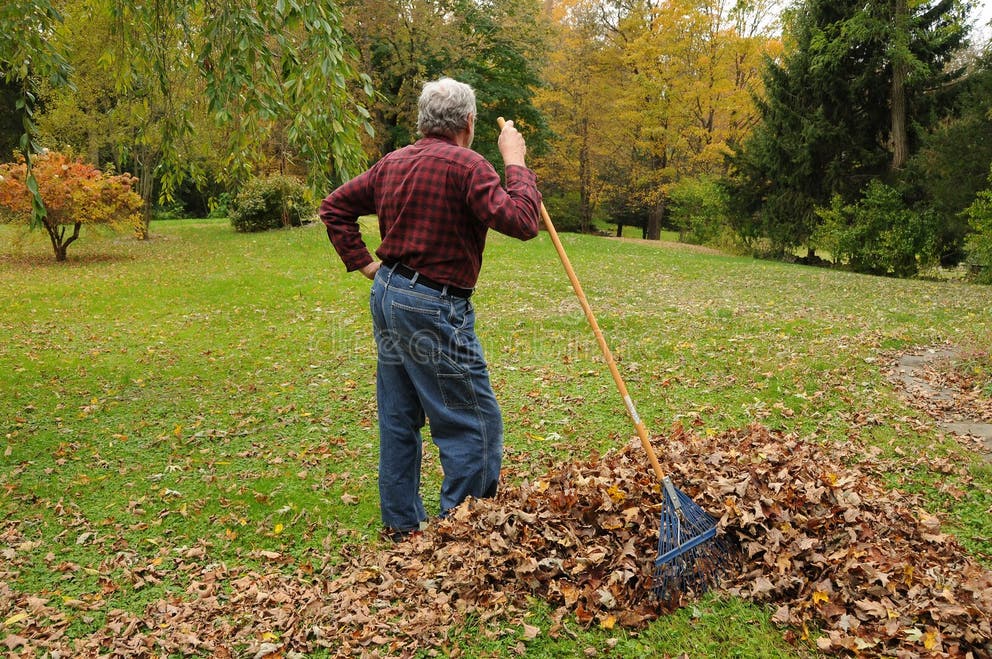 Senior Man Raking Leaves stock image. Image of leaves - 11458609
