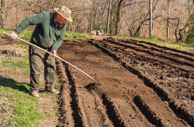 Senior Man Raking the Soil with a Rake in the Vegetables Garden. Stock ...