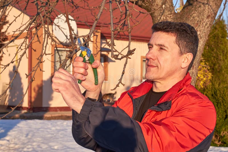 Senior Man with Shears in Hand Pruning Tree Branches in Early Spring ...