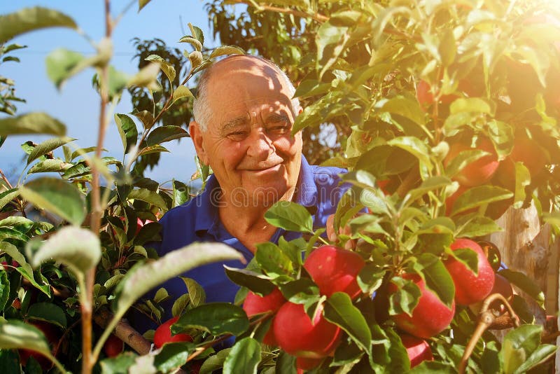 Senior Man Smiling by His Apple Tree Stock Image - Image of farmer ...