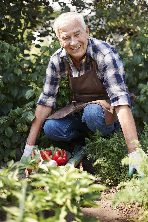 Senior Man Working in Garden Stock Image - Image of adult, field: 57608519